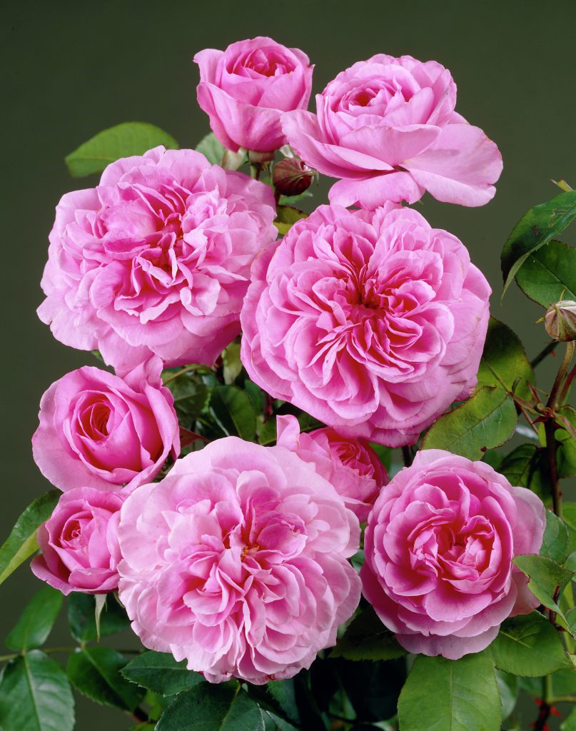 The ancient rosebushes: the oldest roses in the world. Learn more about ...