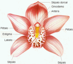 Las Orquídeas: tipos, características y cómo cuidarlas en casa