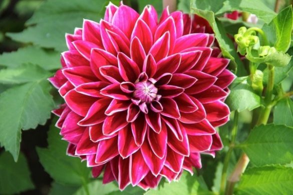Dahlia: National Flower of Mexico. Characteristics and cultivation