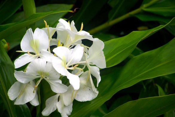 Black rose of Halfeti: an exotic and beautiful Turkish flower