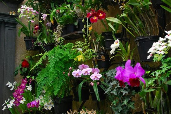 Black rose of Halfeti: an exotic and beautiful Turkish flower