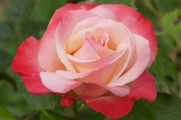 La Mariposa: Flor Nacional de Cuba. Historia y cómo cultivarlas.