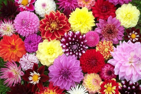 Black rose of Halfeti: an exotic and beautiful Turkish flower