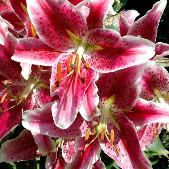 Los lirios, una hermosa, variada y exótica flor con un exquisito aroma