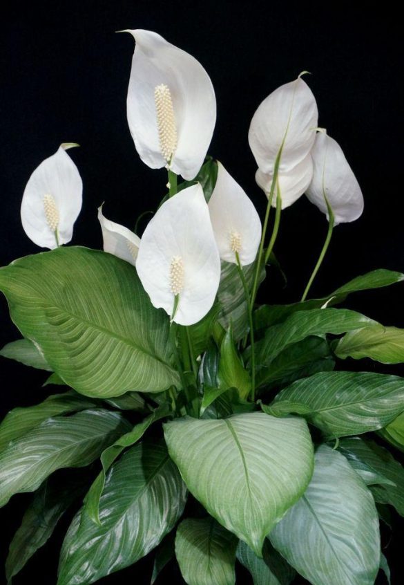 Cuna de Moisés: una de las plantas más purificadoras de aire