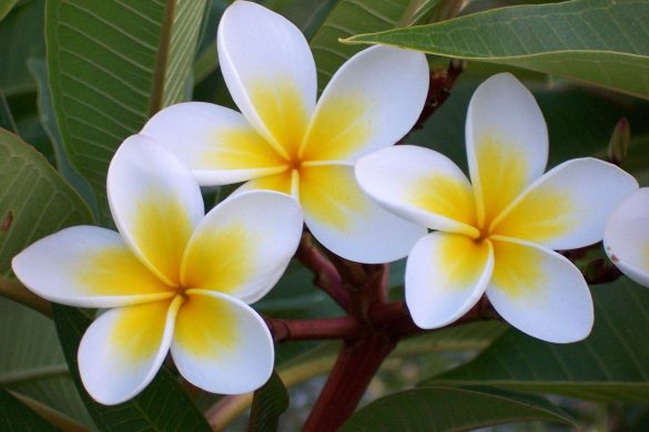 Black rose of Halfeti: an exotic and beautiful Turkish flower