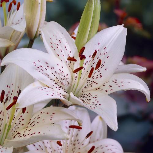 Los lirios, una hermosa, variada y exótica flor con un exquisito aroma