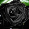 Black rose of Halfeti: an exotic and beautiful Turkish flower