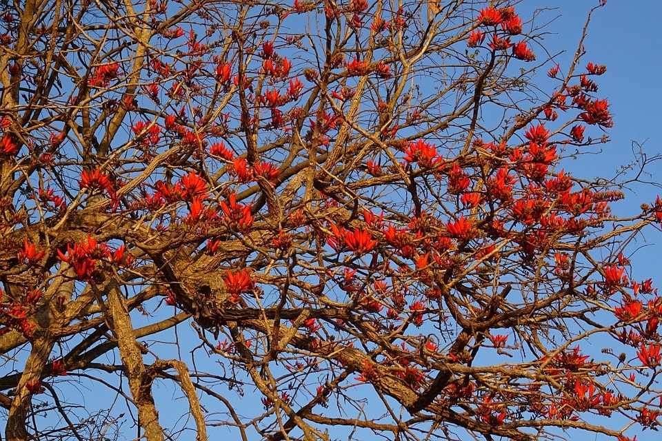 The coral tree: its origin, characteristics, care and legends. National ...