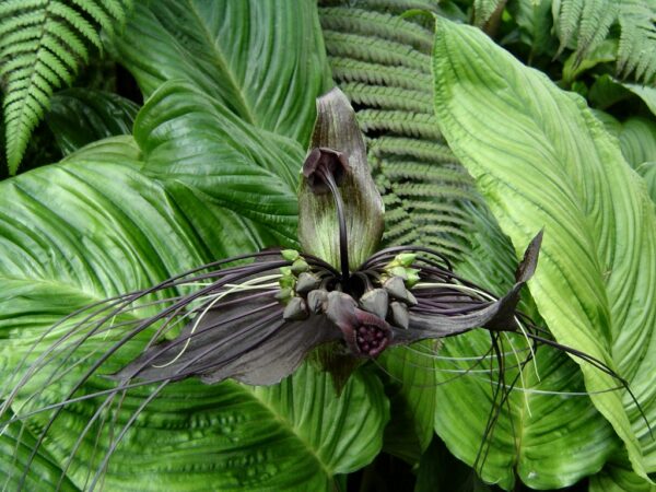 Bat flower: one of the rarest orchids that exist. Know them