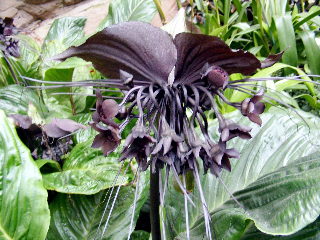 Bat flower: one of the rarest orchids that exist. Know them