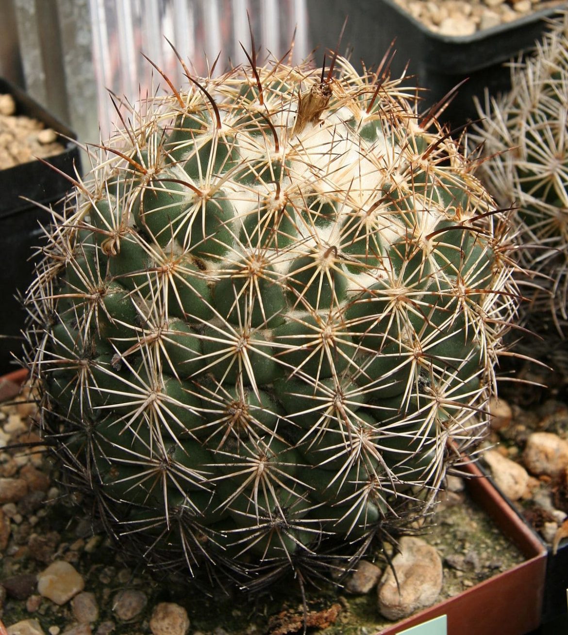 Los cactus: su origen, características y cuidados. Los tipos de cactus.