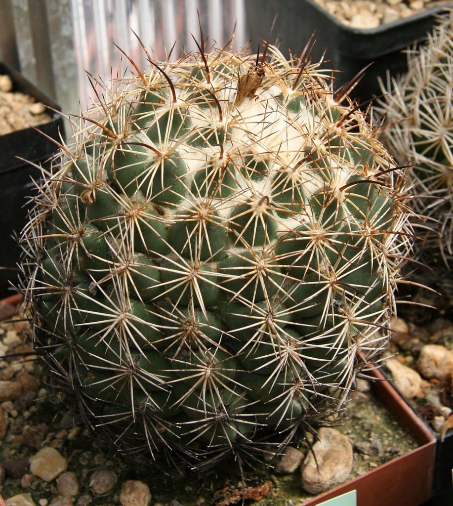 Los cactus: su origen, características y cuidados. Los tipos de cactus.