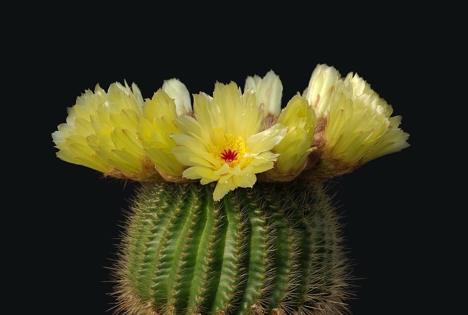 Los cactus: su origen, características y cuidados. Los tipos de cactus.