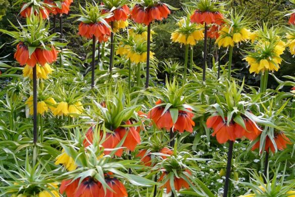 La Mariposa: Flor Nacional de Cuba. Historia y cómo cultivarlas.