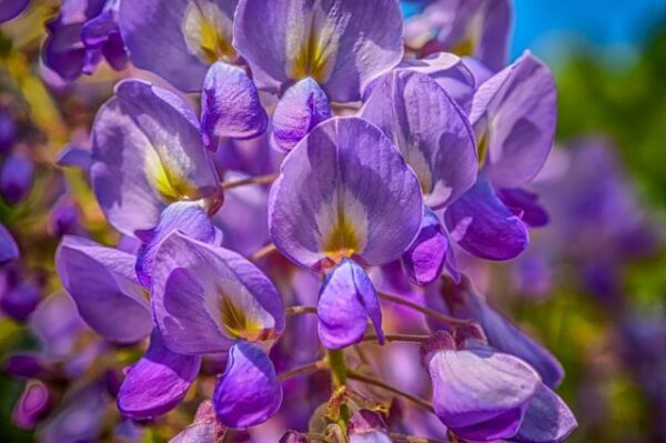 Japanese Wisteria: characteristics and spread. Wisteria Festival
