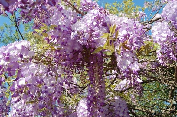 Japanese Wisteria: characteristics and spread. Wisteria Festival