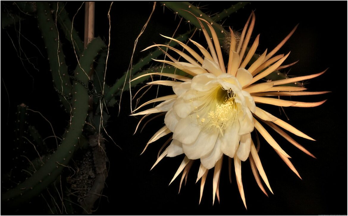 Las flores nocturnas: sencillas y hermosas para tu jardín de noche