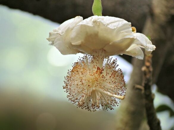 The Baobab flower: the majestic national tree of Madagascar
