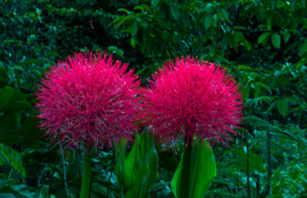 The Pincushion Flower: origin, characteristics, care and pests it suffers