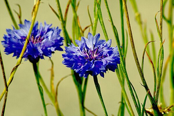 Cornflower: its characteristics, care and medicinal properties