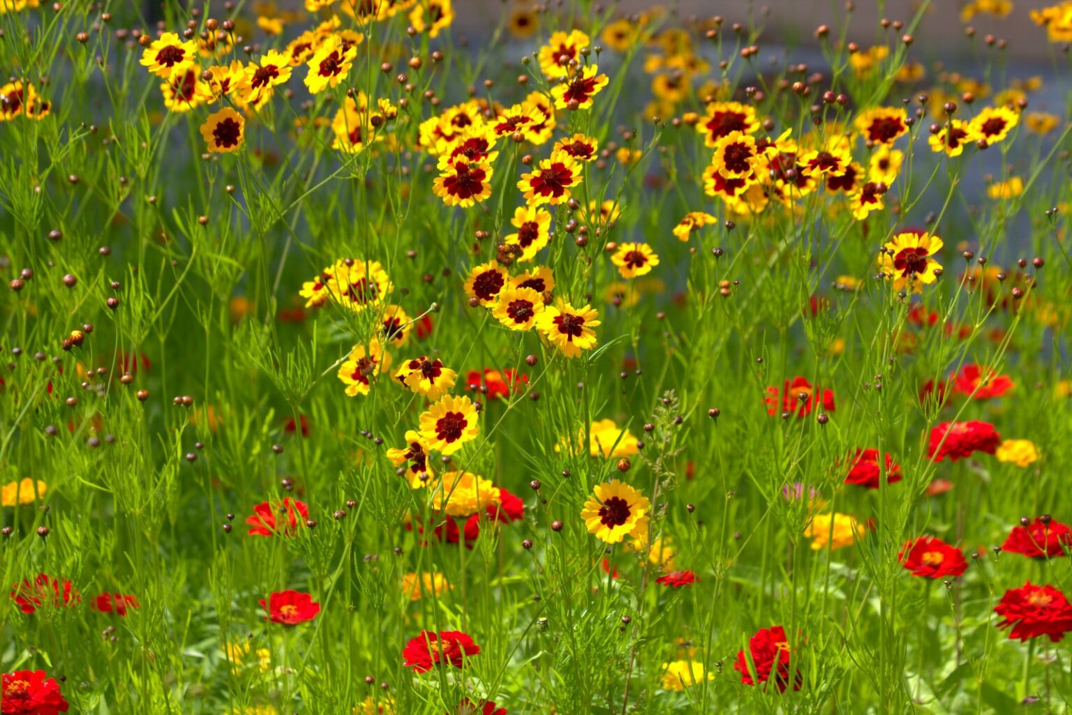 Calendula: its characteristics, care and medicinal properties