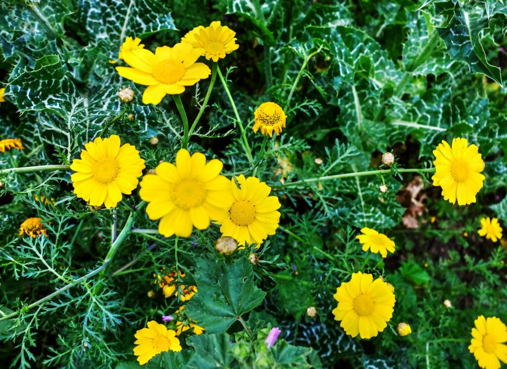 La Mariposa: Flor Nacional de Cuba. Historia y cómo cultivarlas.