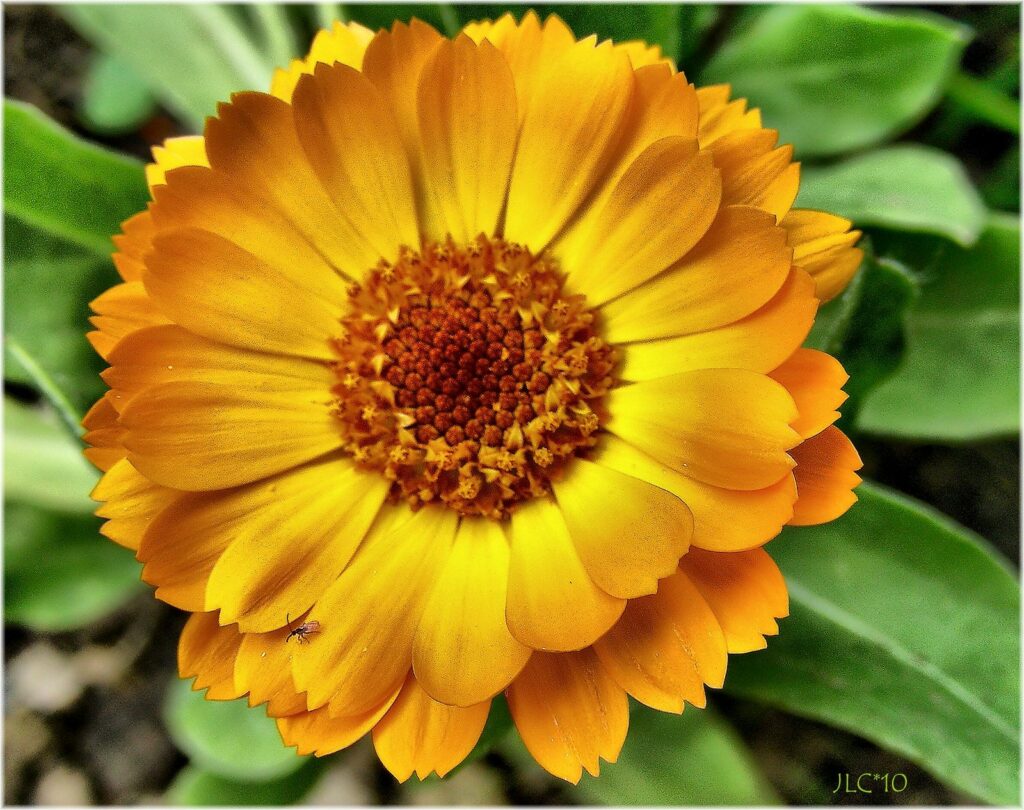 La Dalia: Flor Nacional de México. Características y cultivo | ? del