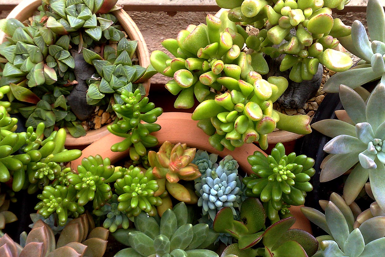Indoor plants: the best options to decorate your home