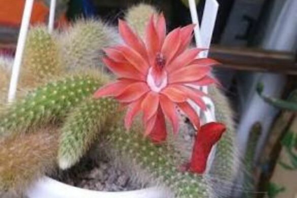 Black rose of Halfeti: an exotic and beautiful Turkish flower