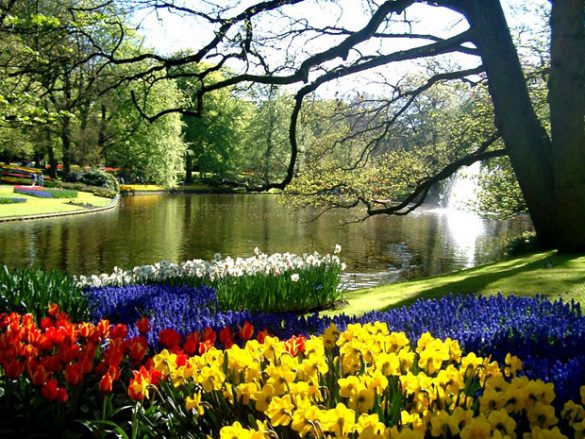 Black rose of Halfeti: an exotic and beautiful Turkish flower