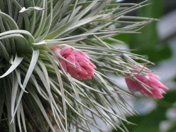 La Mariposa: Flor Nacional de Cuba. Historia y cómo cultivarlas.