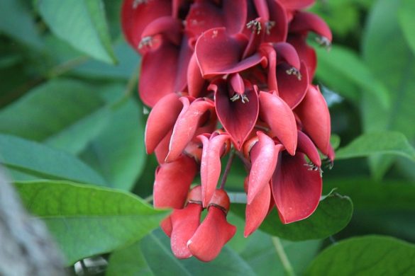 Legend of the ceibo flower