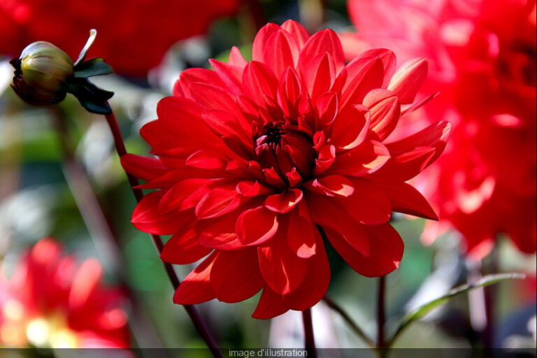 Black rose of Halfeti: an exotic and beautiful Turkish flower